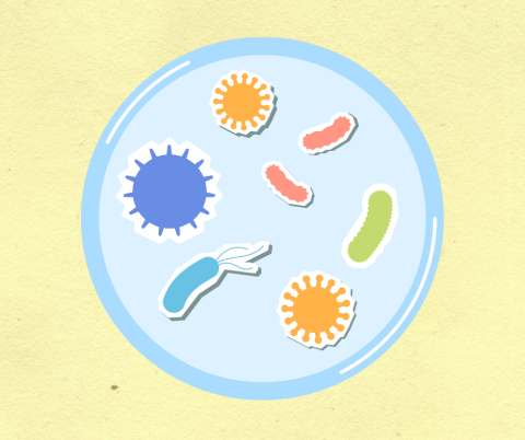 Microbioom herstellen - Praktijk voor Natuurgeneeskunde Hanneke Medik
